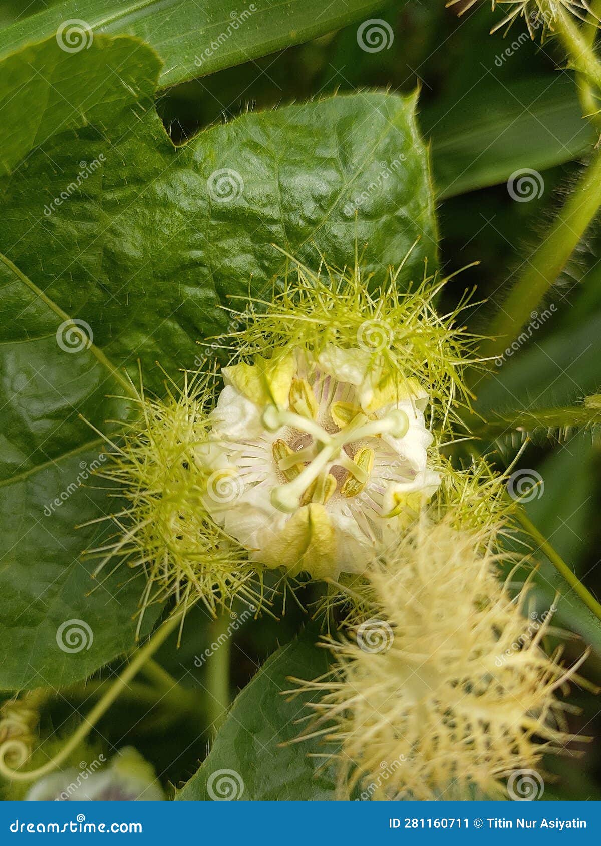 Flower of Rambusa, Markisa Mini or Ermot Stock Image - Image of branch ...