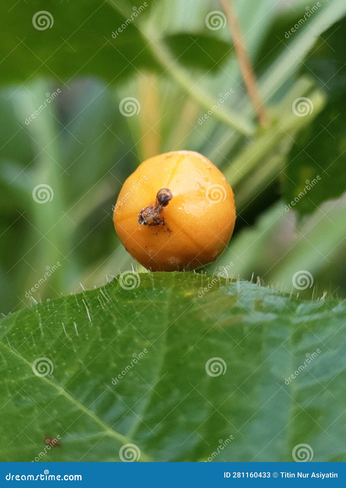 Rambusa, Markisa Mini or Ermot Stock Image - Image of eatable, south ...