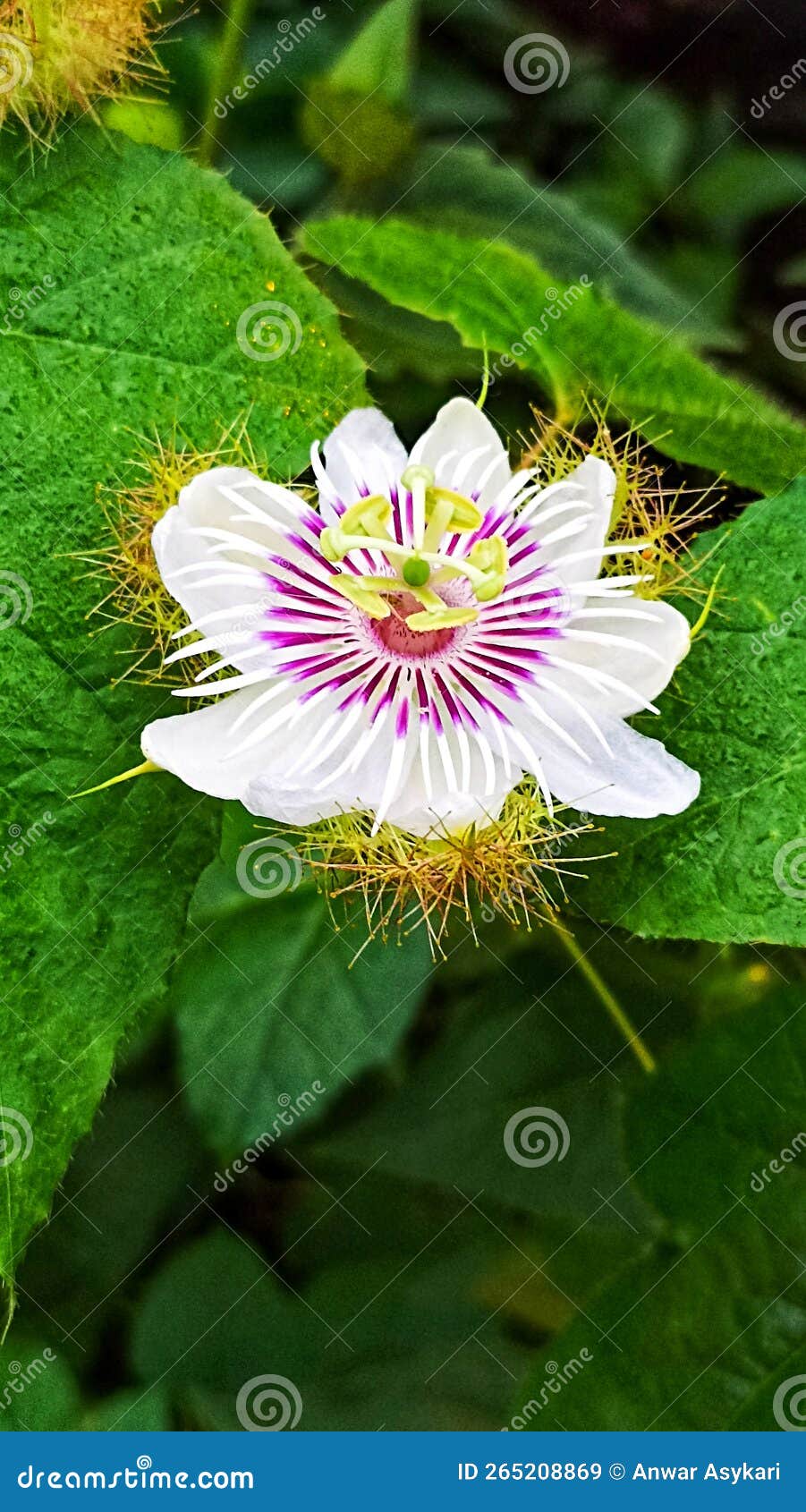 Rambusa, Mini Passion Fruit or Ermot is the Name of a Kind of Small ...