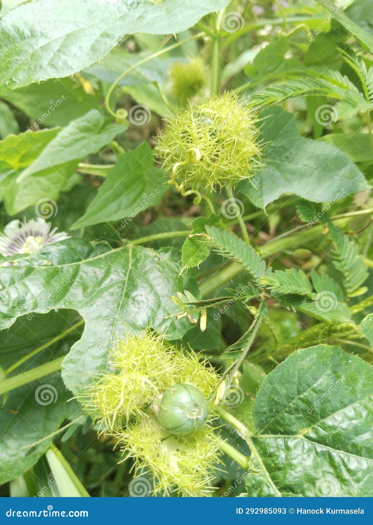 Rambusa stock image. Image of healthy, crop, berry, exotic - 292985093