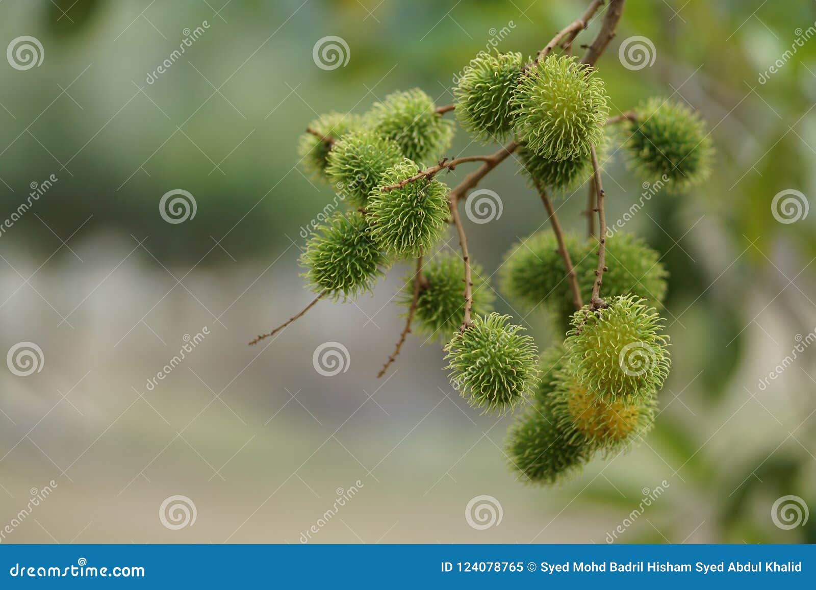 Rambutan imagen de archivo. Imagen de familia, fruta - 124078765
