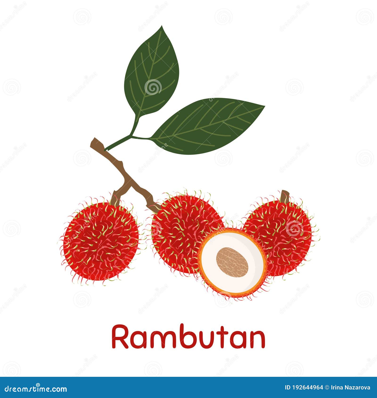 Rambutan Fruit. Vector Illustration EPS Stock Vector - Illustration of ...