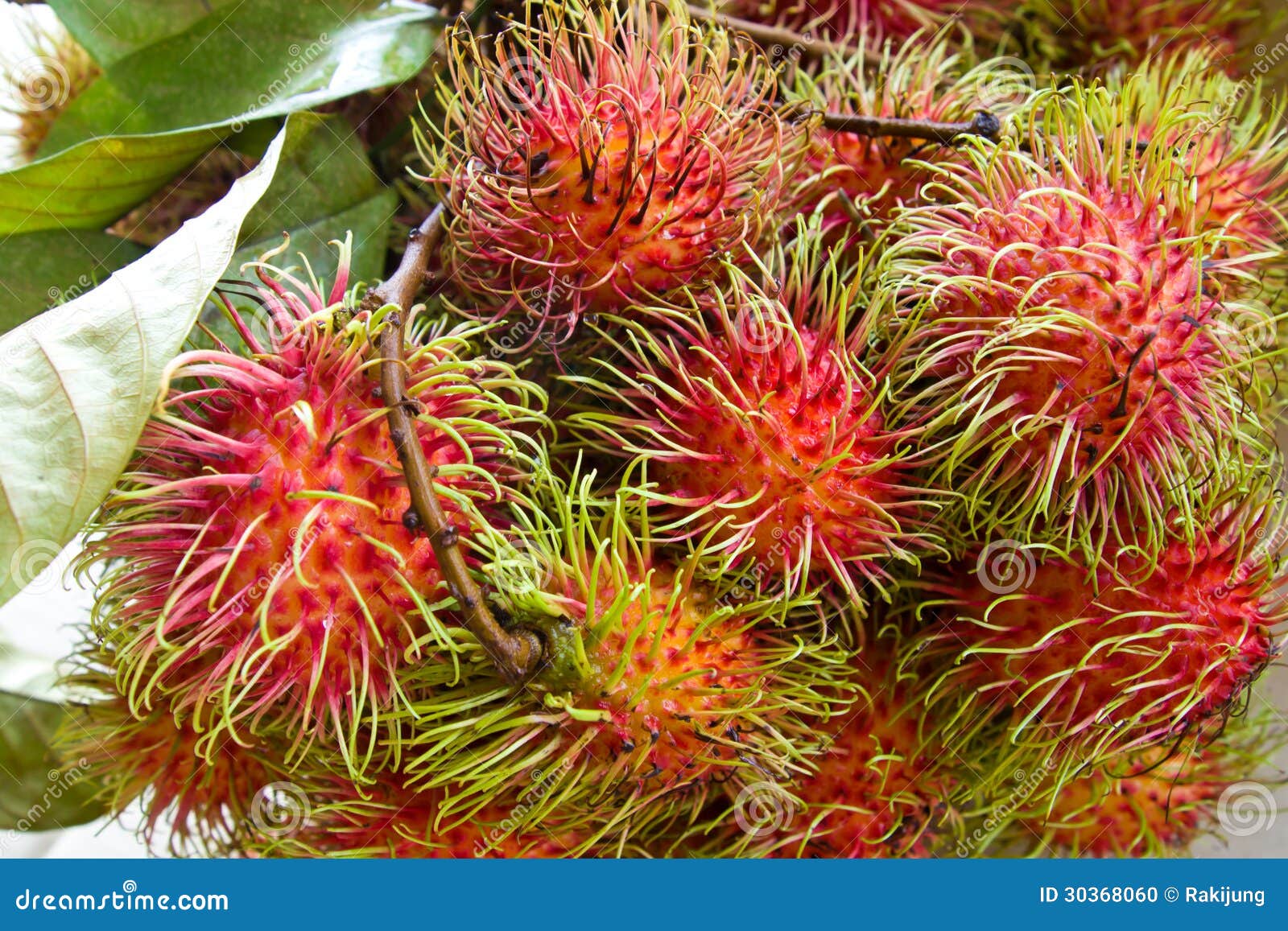 Rambutan stock photo. Image of fruity, nature, natural - 30368060
