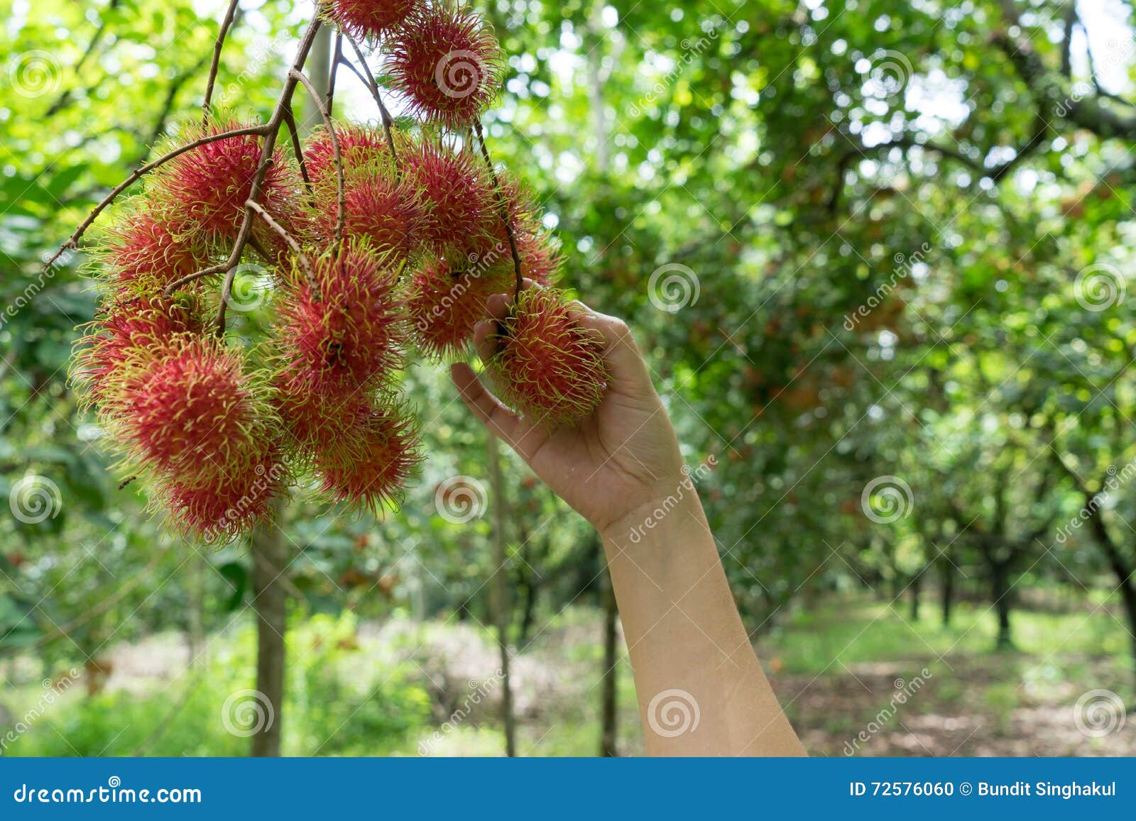 Rambutan Bunch Organic Fresh Stock Photo - Image of dessert, gourmet ...