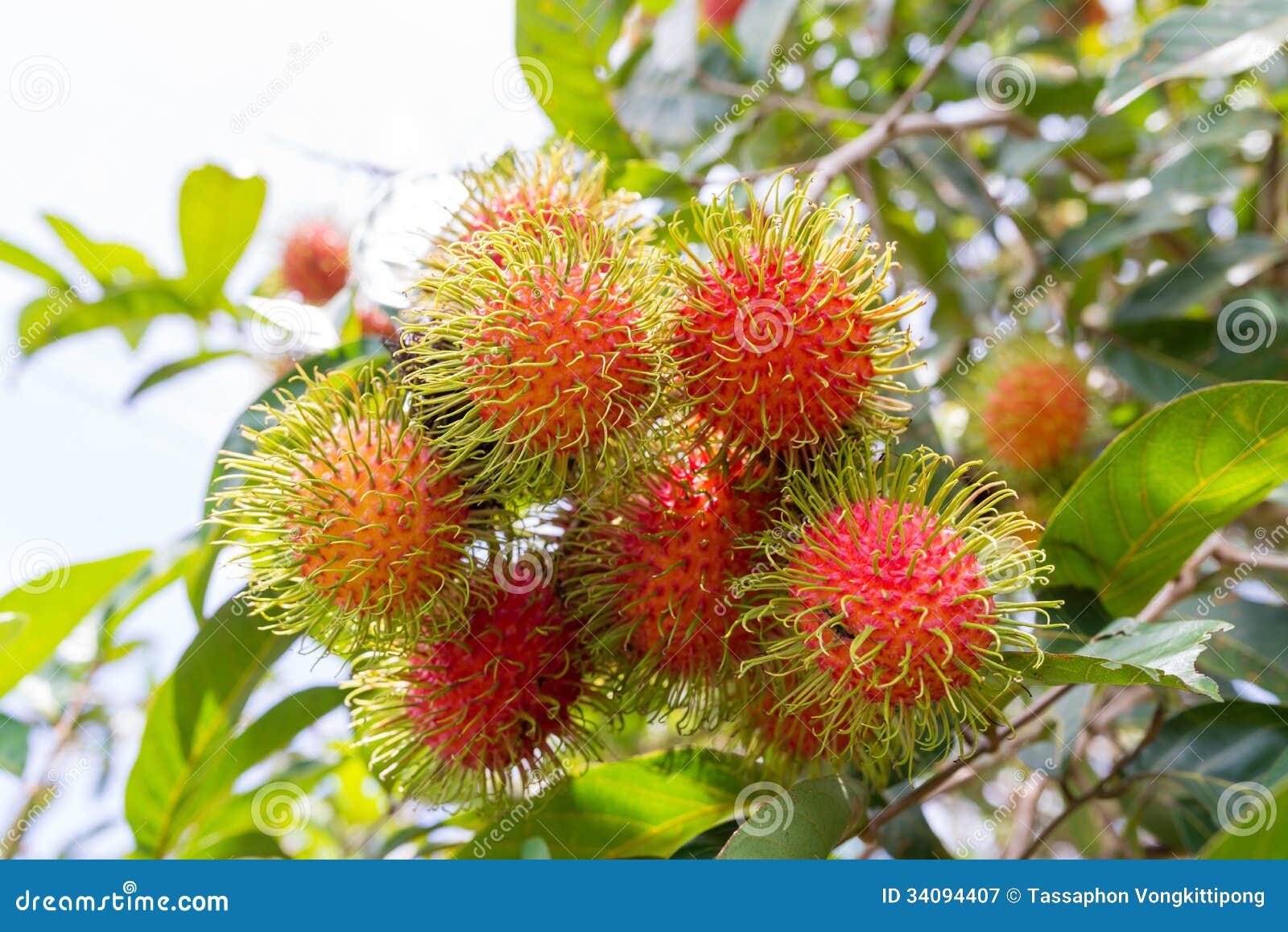 Rambutan en el árbol imagen de archivo. Imagen de travieso - 34094407