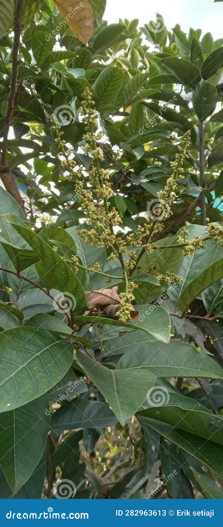 Rambutan flower photo stock image. Image of rambutan - 282963613