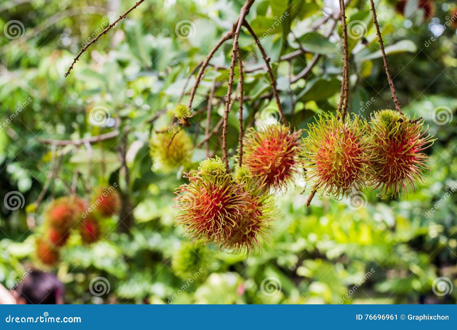 Rambutan stock image. Image of diet, thai, group, freshness - 76696961