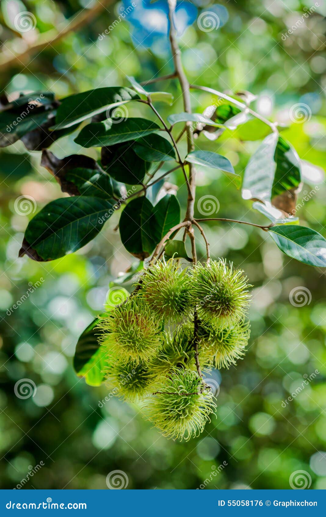 Rambutan stock photo. Image of rambutan, yummy, park - 55058176