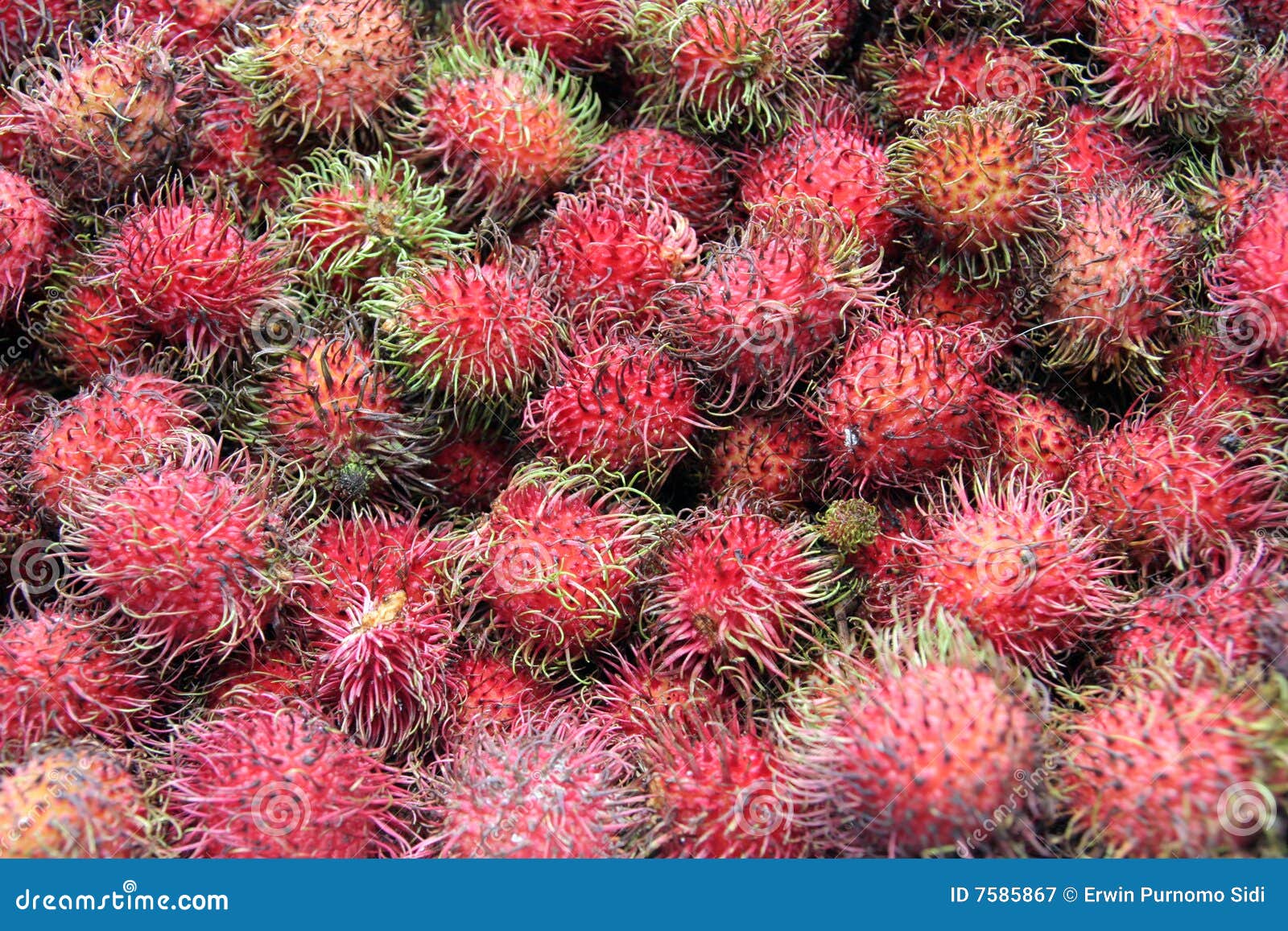 Rambutan fruit stock image. Image of nutrition, tropical - 7585867