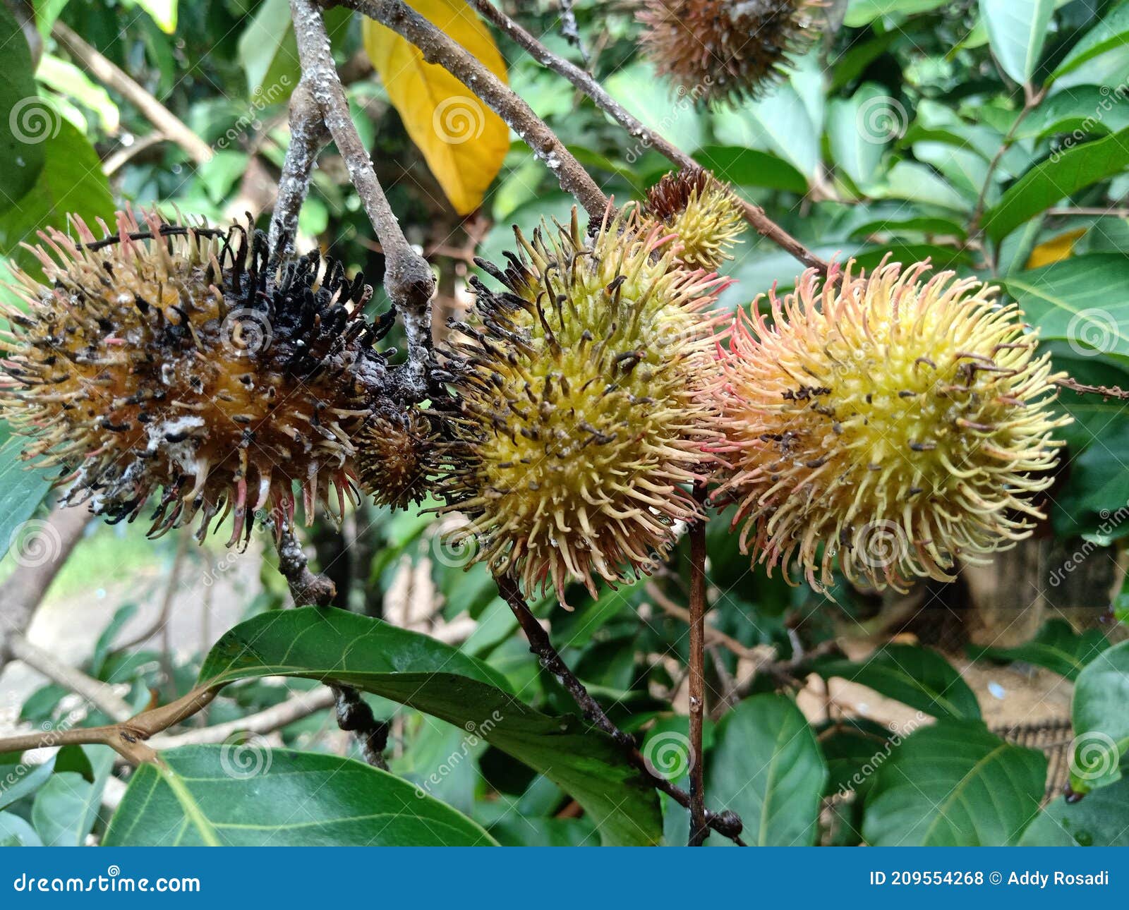 Rambutan Fruit Affected by Plant Diseases Stock Photo - Image of fruit ...