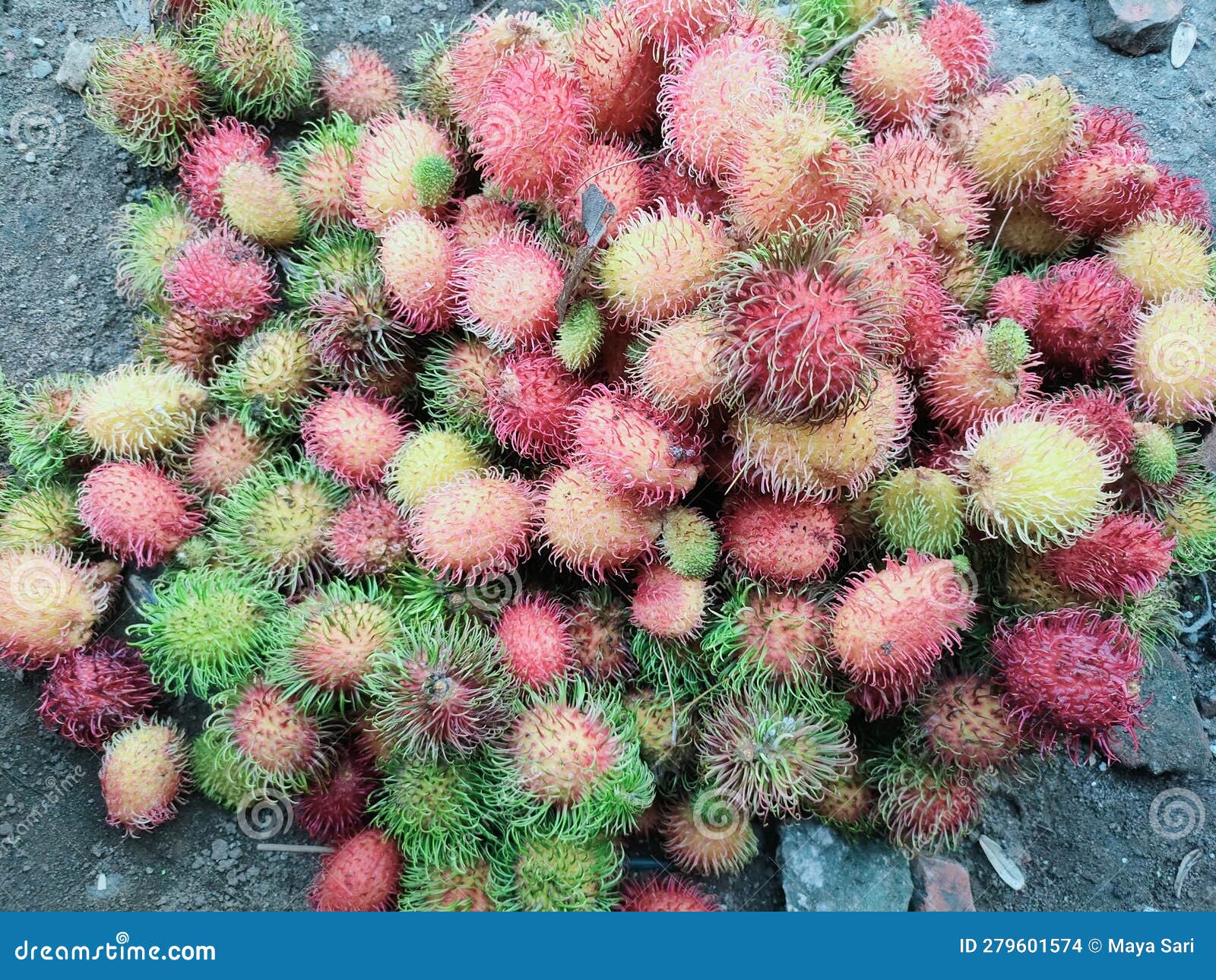 Rambutan fruit stock photo. Image of plants, sweet, fresh - 279601574