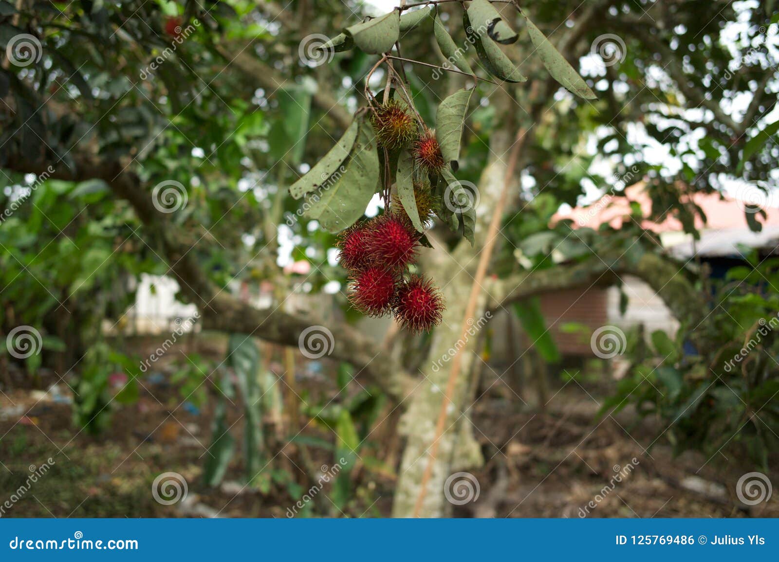 Rambutan Fruit in Malaysia. Stock Photo - Image of nephelium, lush ...