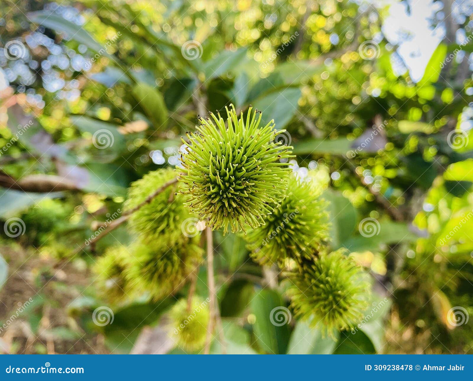 Rambutan Fruit stock photo. Image of fruit, tree, young - 309238478