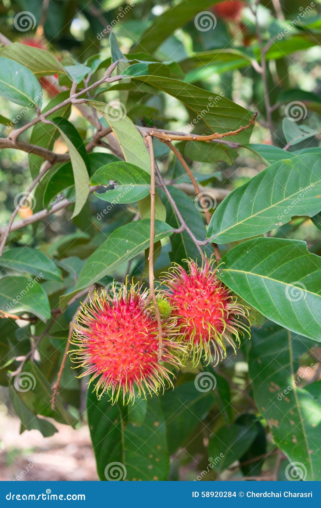 Rambutan Fruit in Plantation Stock Photo - Image of food, tasty: 58920284