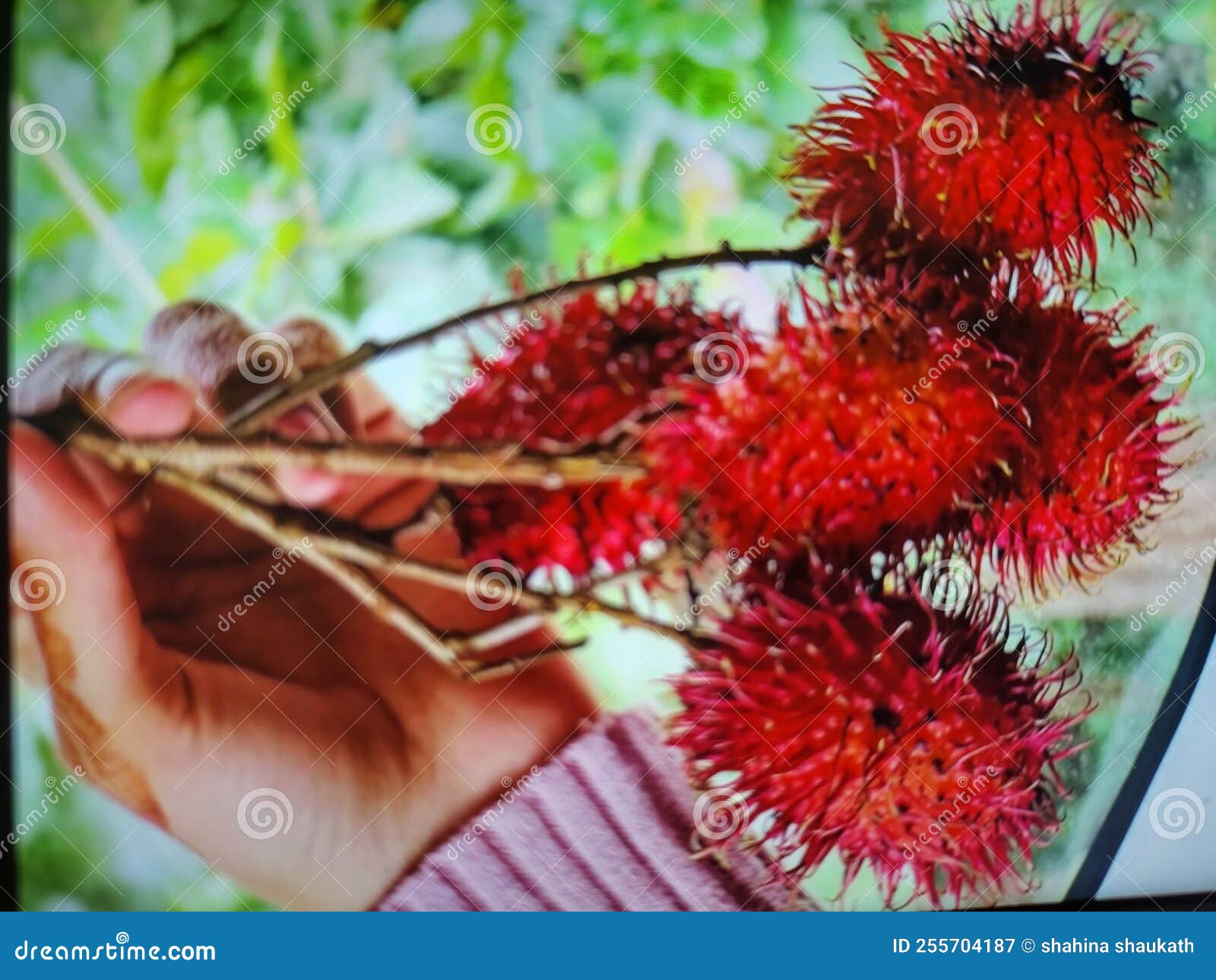Rambutan fruits stock image. Image of rambutan, colour - 255704187