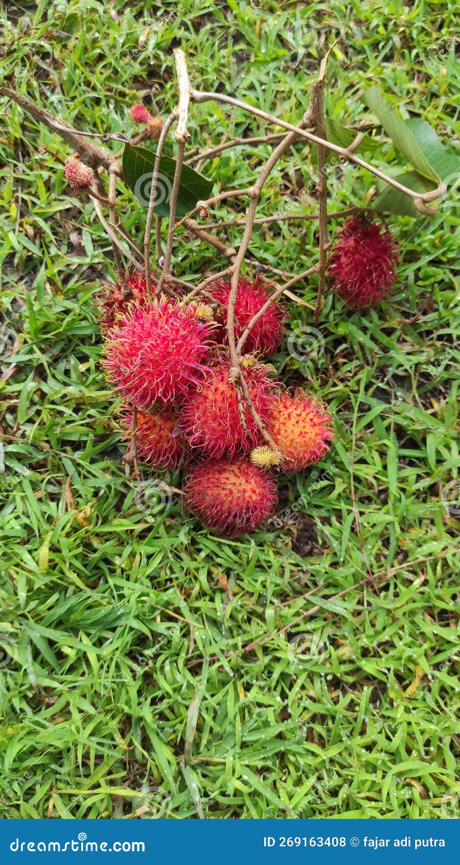 Rambutan Fruit with a Rosy Red Color Stock Photo - Image of berry, rosy ...