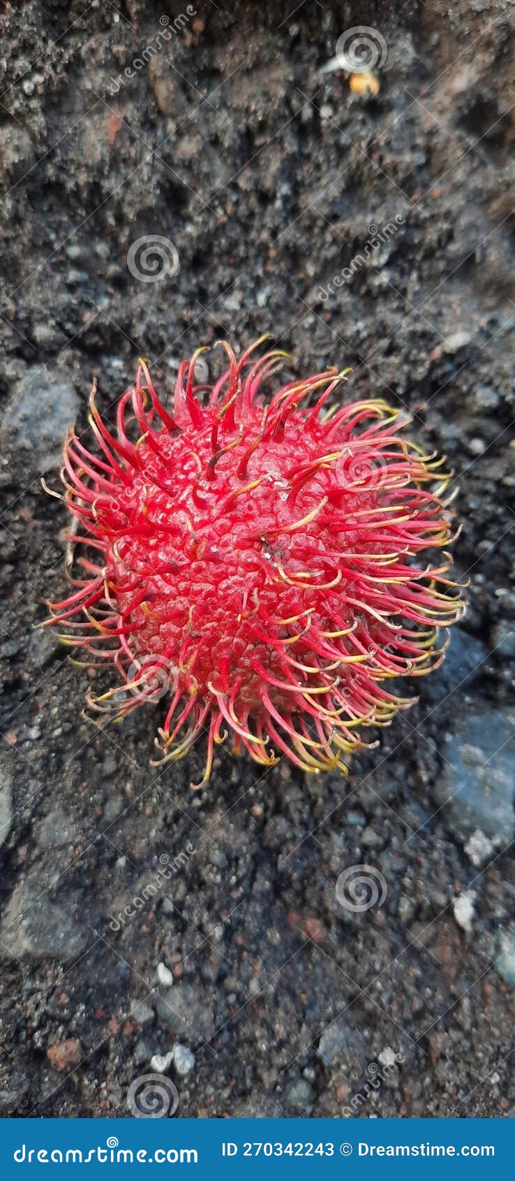 Bag Of Rambutan Fruit Vegetable Food Monoline Symbol Icon Logo For ...