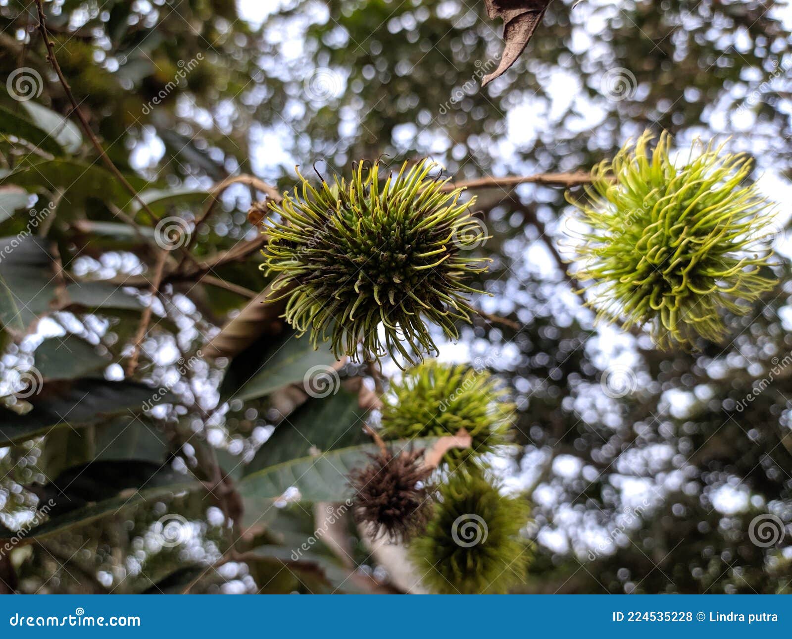Rambutan Fruit that is Still Green Stock Photo - Image of hijau, still ...