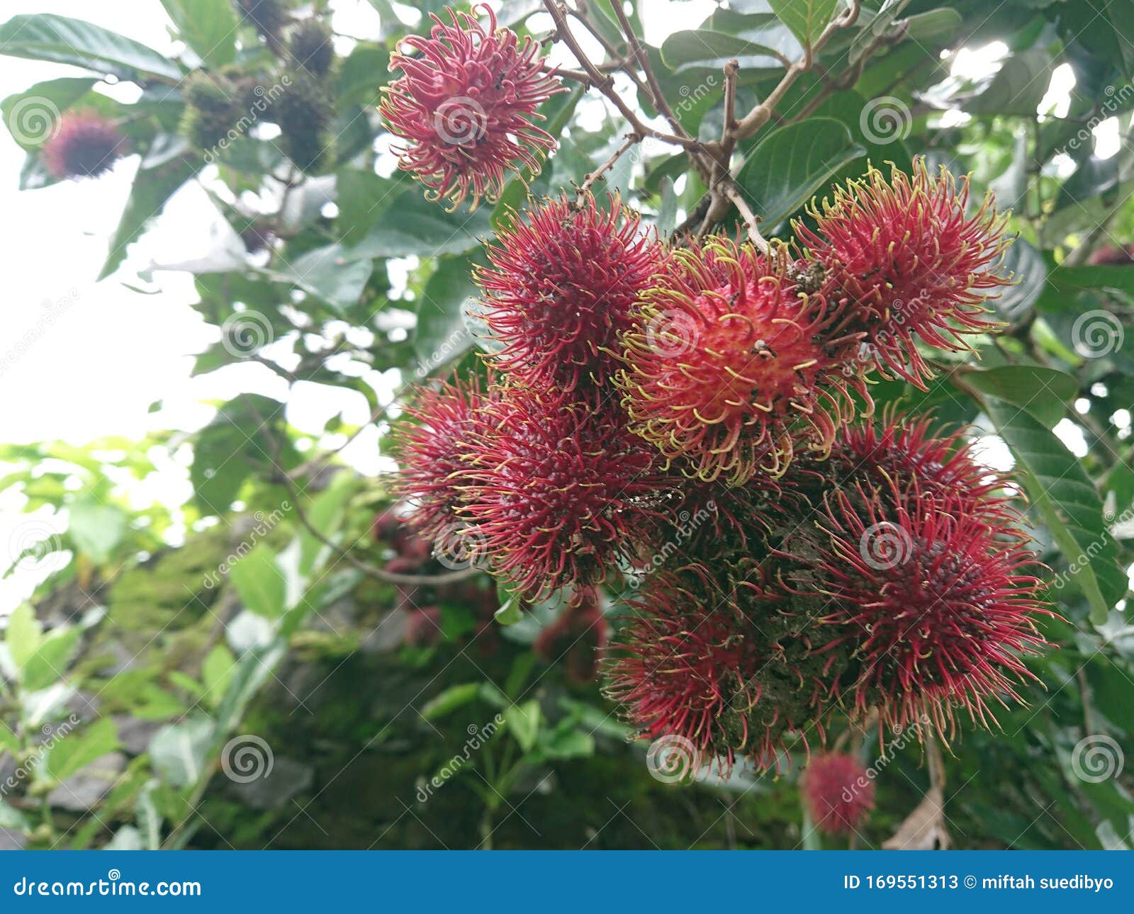 The Rambutan Fruit that is Still on the Tree Looks Red Stock Image ...