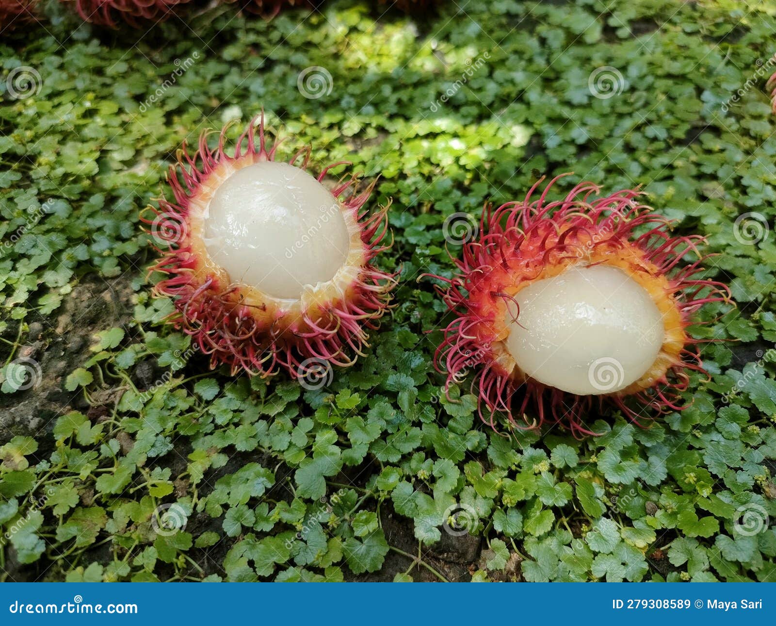 Rambutan fruit stock image. Image of fruit, rambutan - 279308589