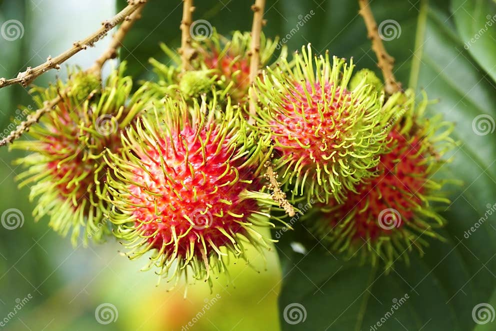 Rambutan Fruit on the Tree. Stock Photo - Image of petal, rambutan ...