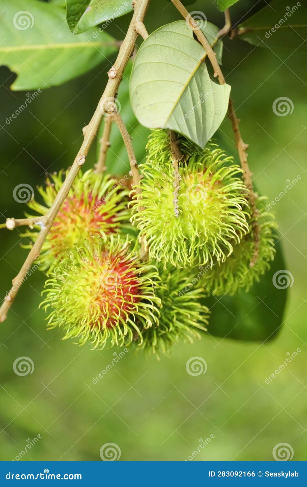 Rambutan Fruit on the Tree. Stock Photo - Image of natural, branch ...