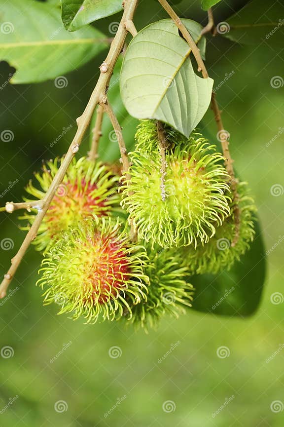 Rambutan Fruit on the Tree. Stock Photo - Image of natural, branch ...