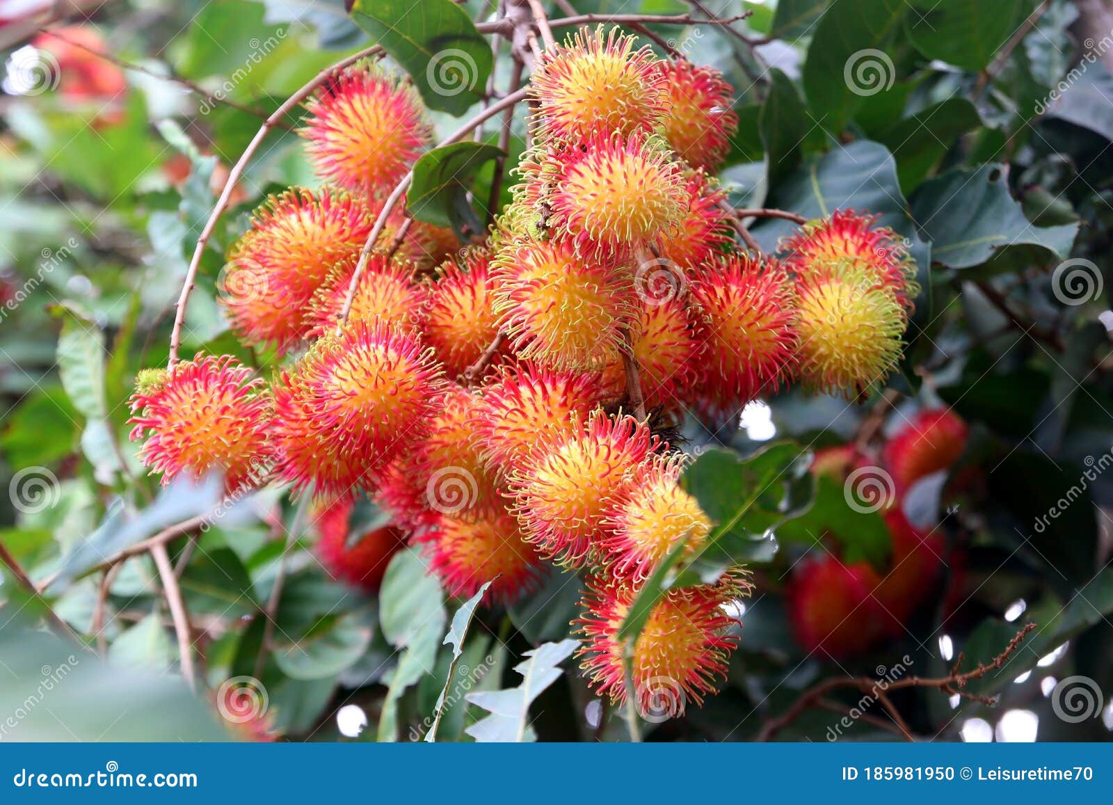 Rambutan fruit on tree stock photo. Image of seeding - 185981950