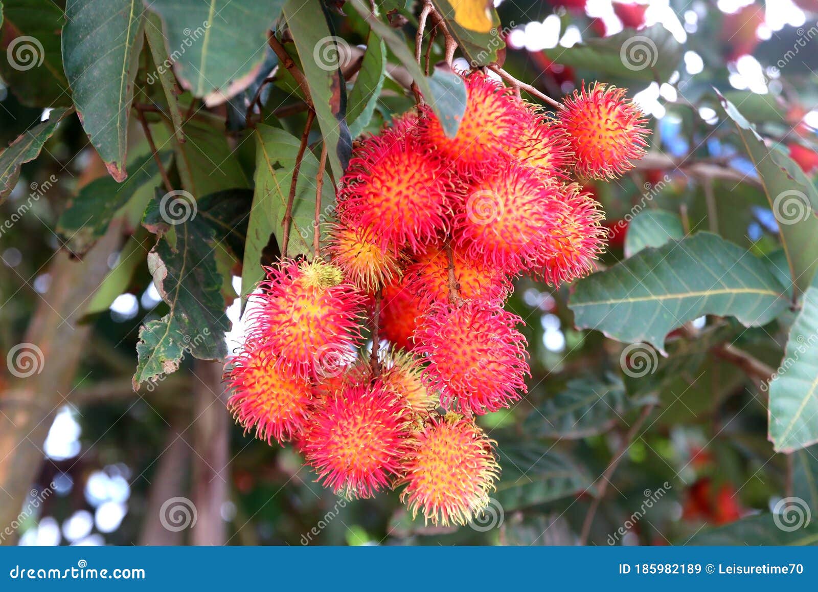 Rambutan fruit on tree stock image. Image of fresh, tasty - 185982189