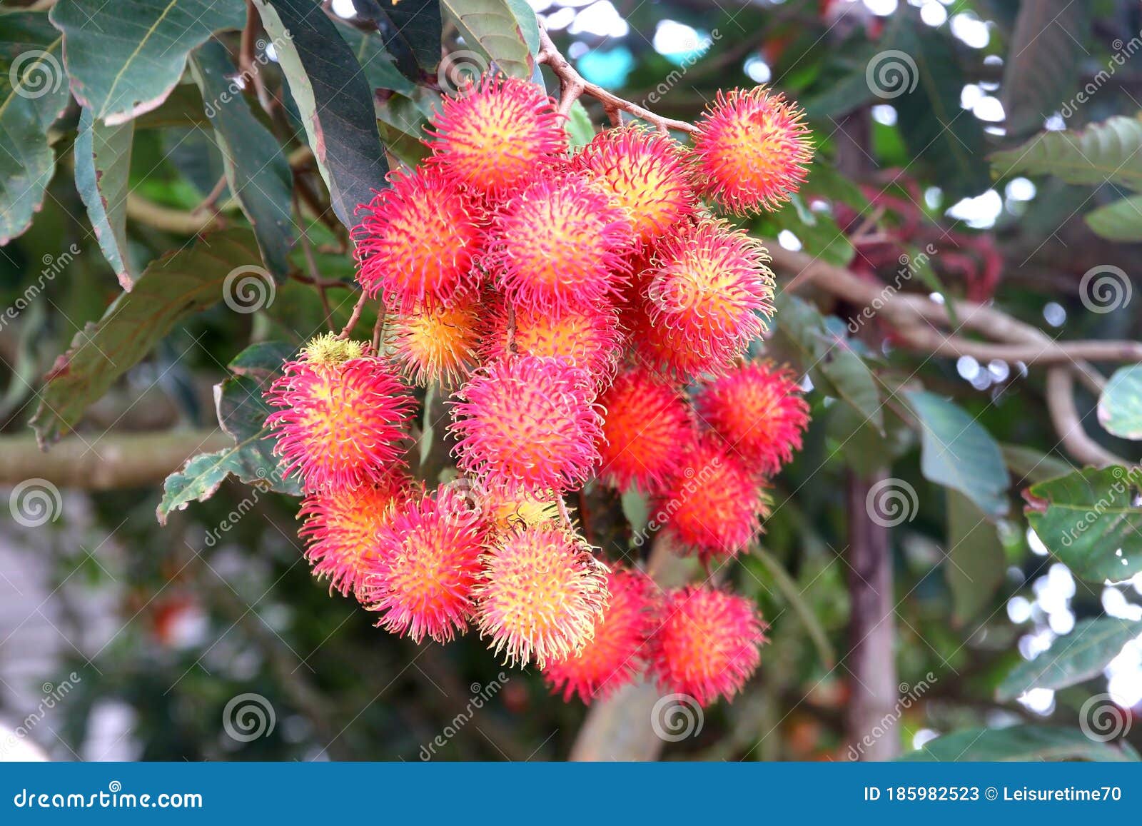 Rambutan fruit on tree stock image. Image of harvest - 185982523