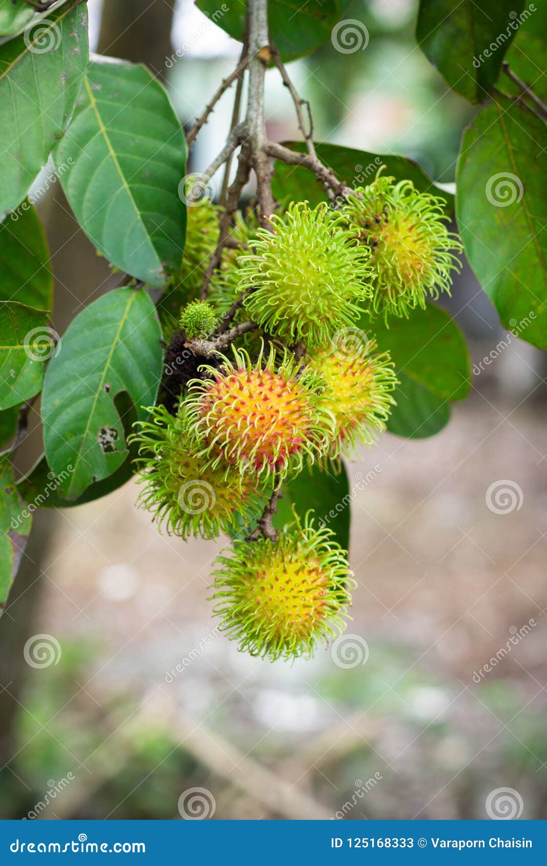 Rambutan fruit stock image. Image of fresh, organic - 125168333