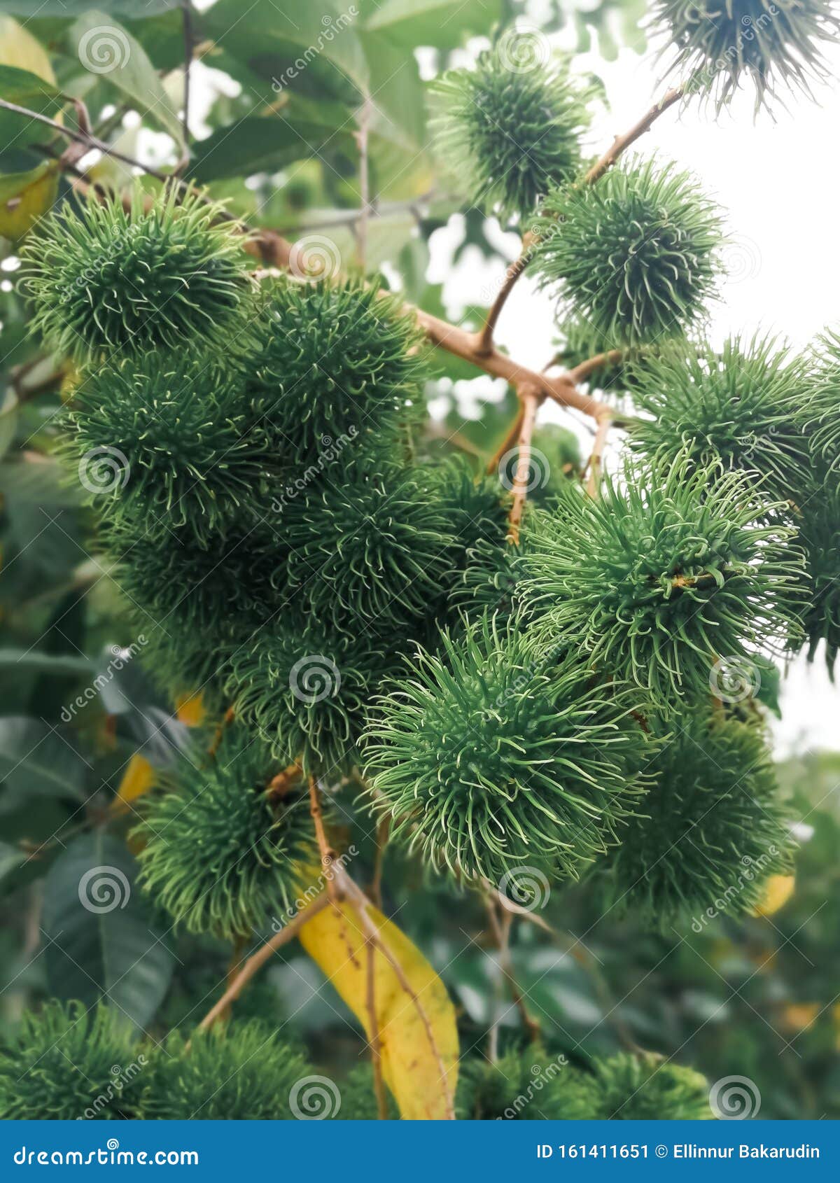 Rambutan in Green on a Tree. Rambutan is a Tropical Fruit. Stock Image ...