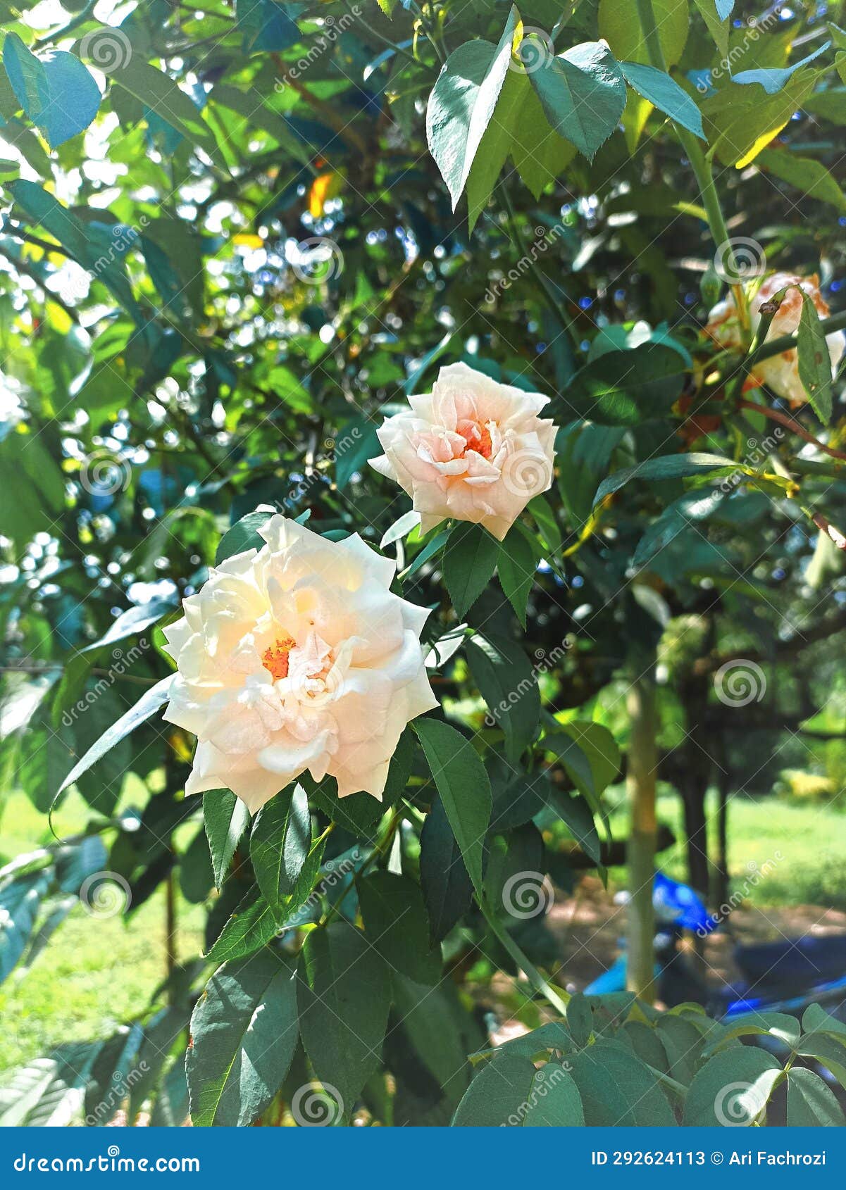 Rambutan Flower: a Charming Tropical Gem Stock Image - Image of ...