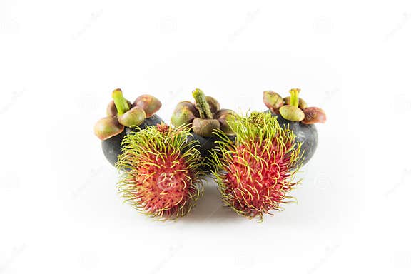 Rambutan and Mangosteen stock photo. Image of harvest - 41646594