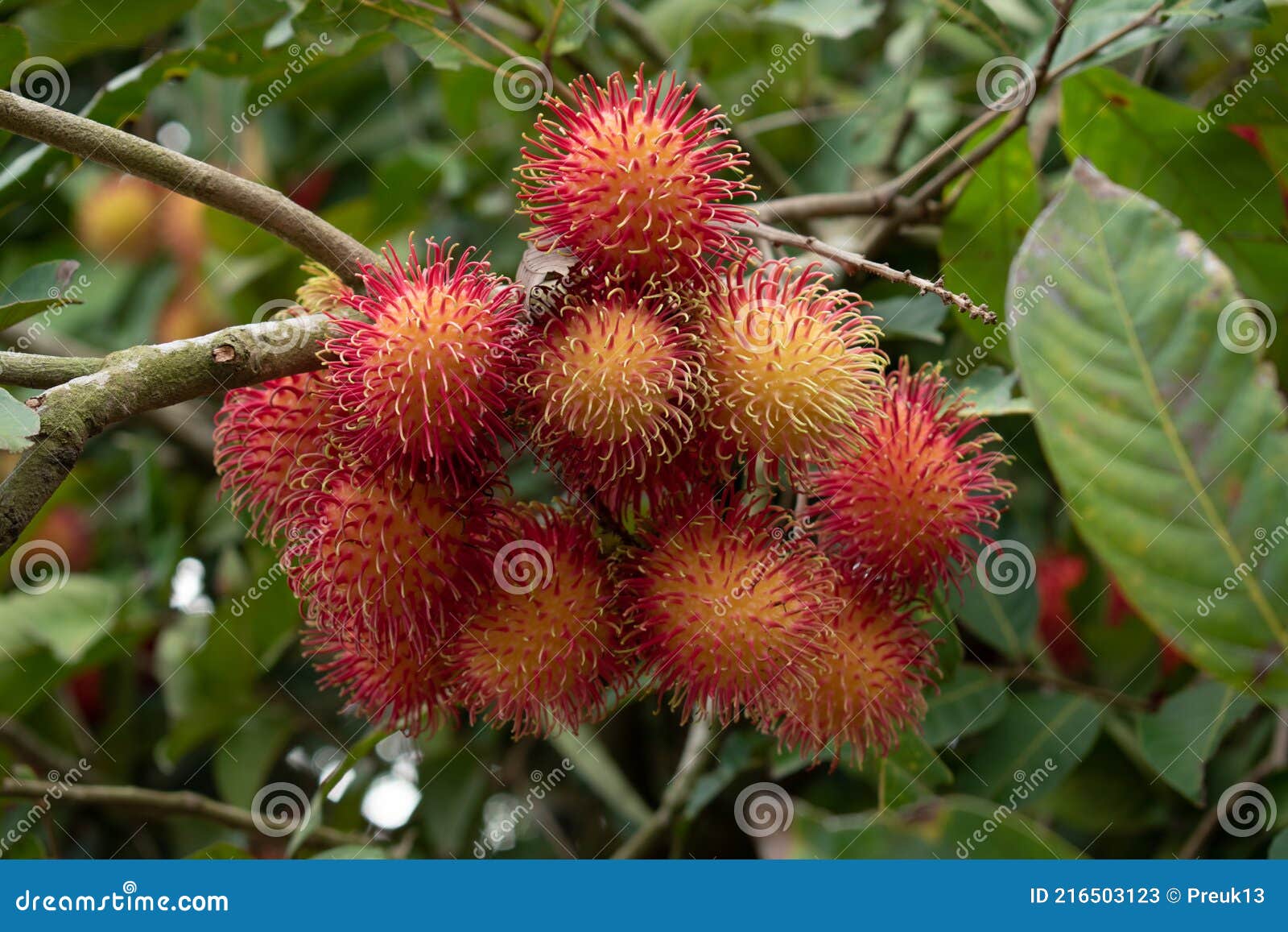 Rambutan stock image. Image of rambutan, garden, delicious - 216503123