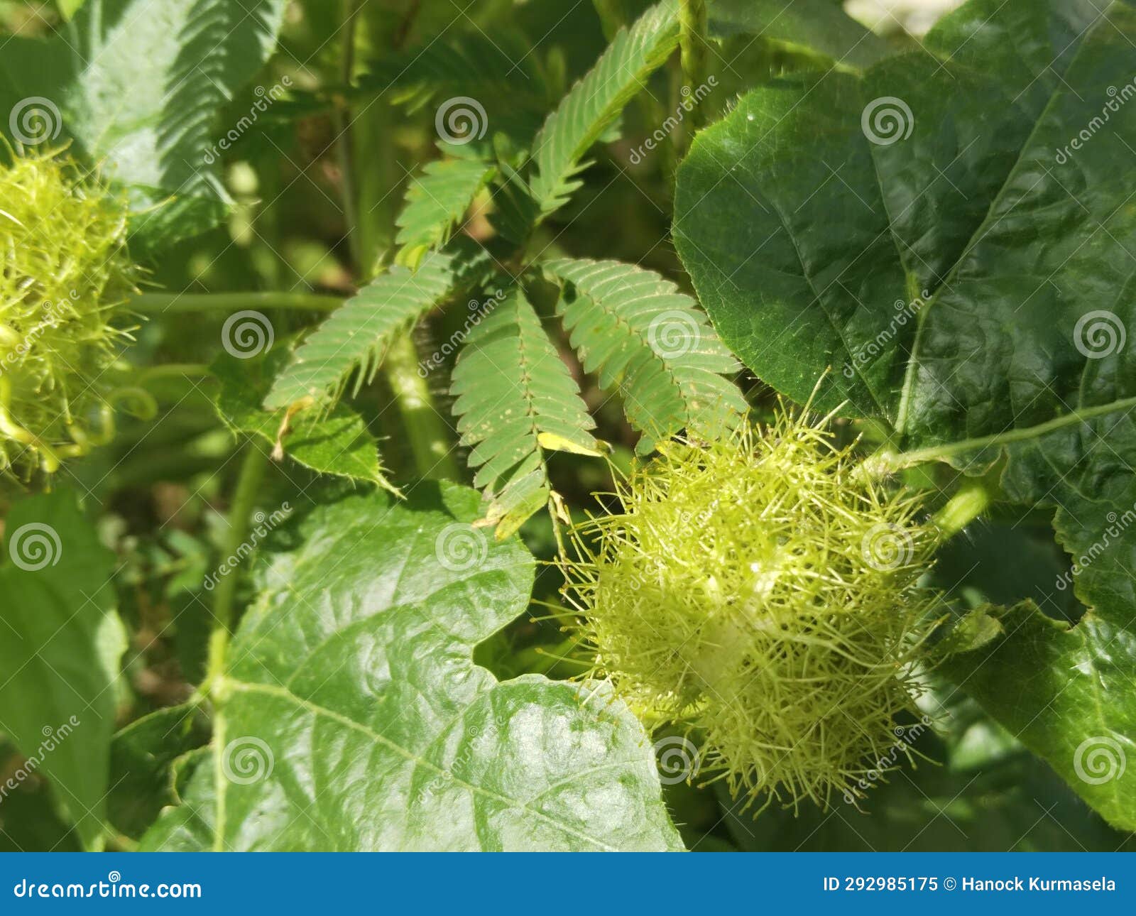 Rambutan and Passion Fruit stock image. Image of fruit - 292985175