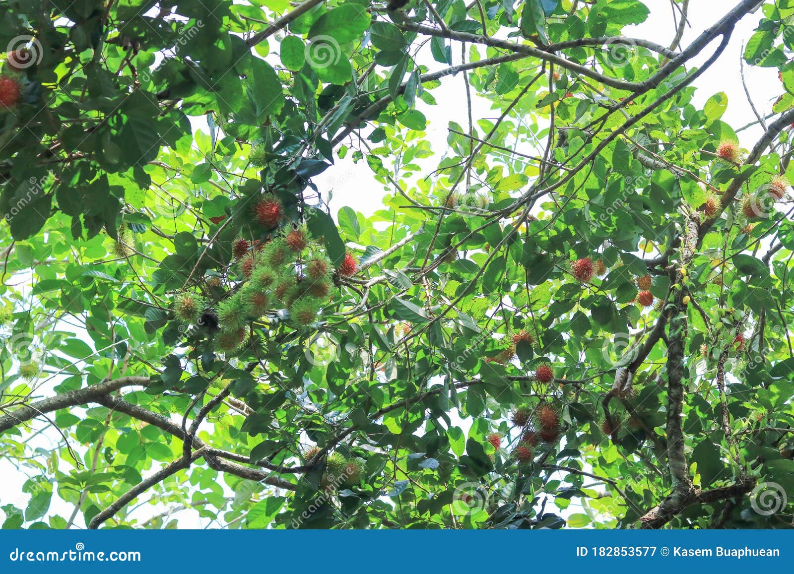 Rambutan Planted in the Rambutan Garden, Fresh Fruit Rambutan Tree in ...