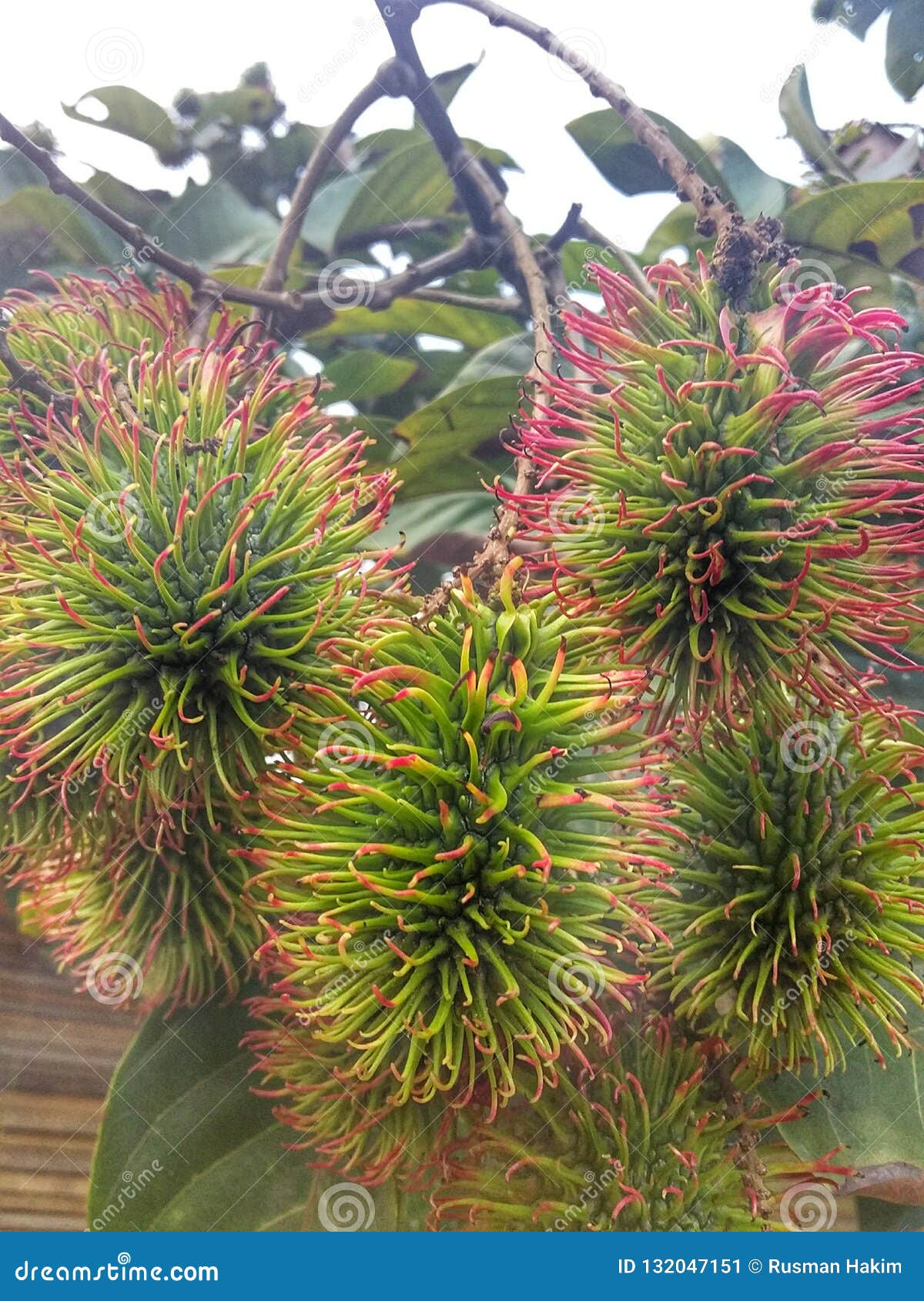 Rambutan stock image. Image of rambutan, nature, trees - 132047151
