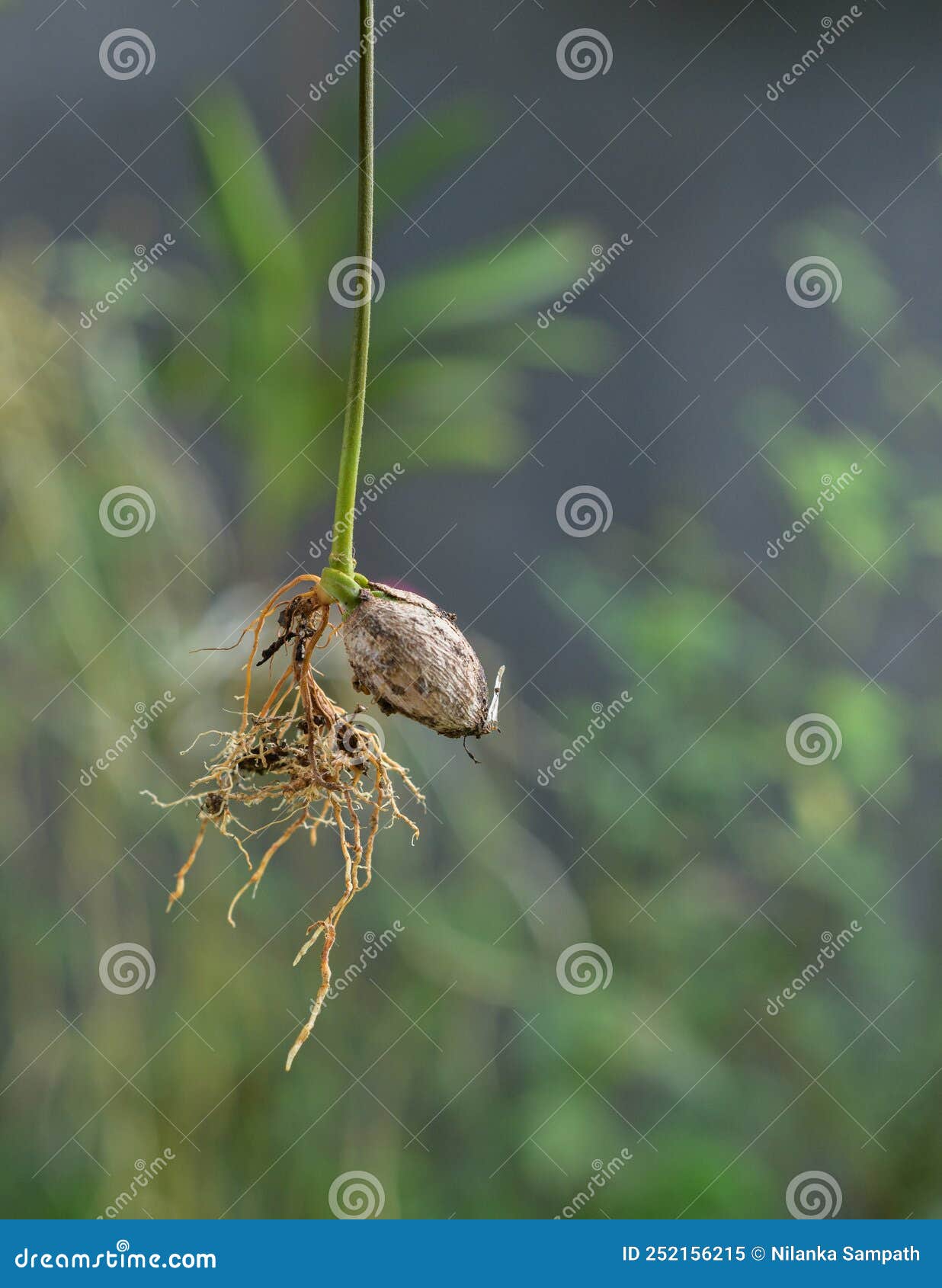 Rambutan Seed Sprout, Plant Growing Process, Fresh Roots Stock Image ...