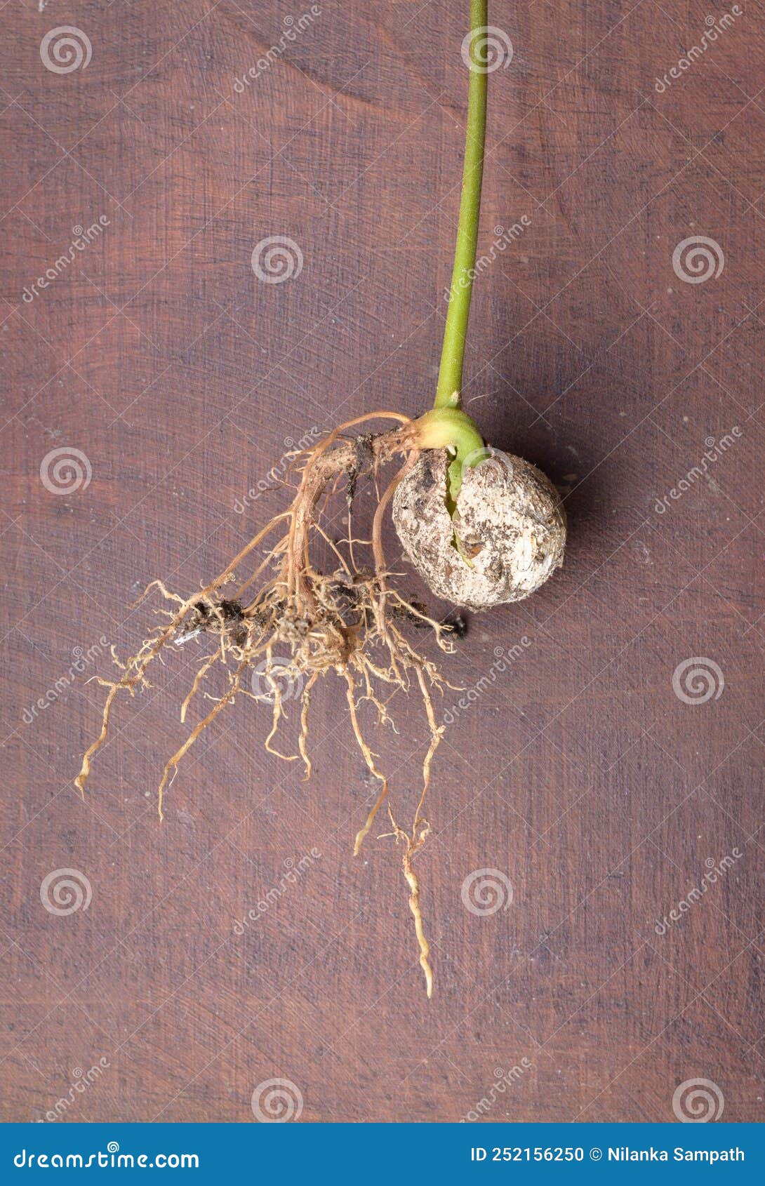 Rambutan Seed Sprout, Plant Growing Process, Fresh Roots on a Wooden ...