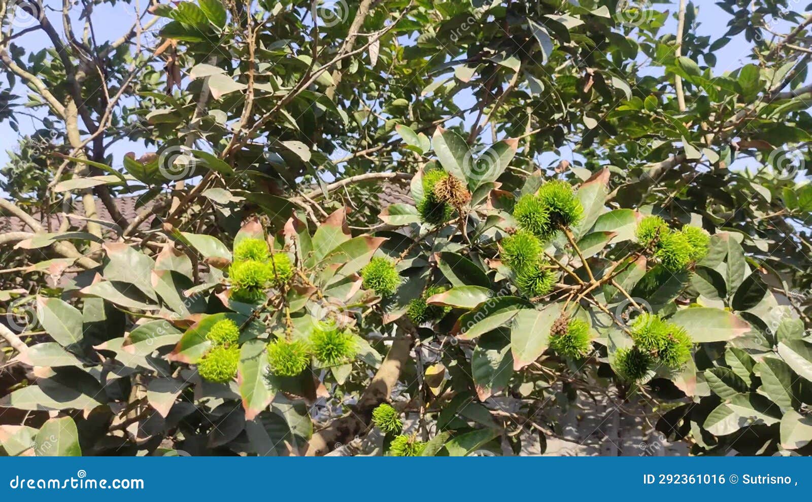 Rambutan is Still Green before it Ripens on the Tree. Young Rambutans ...