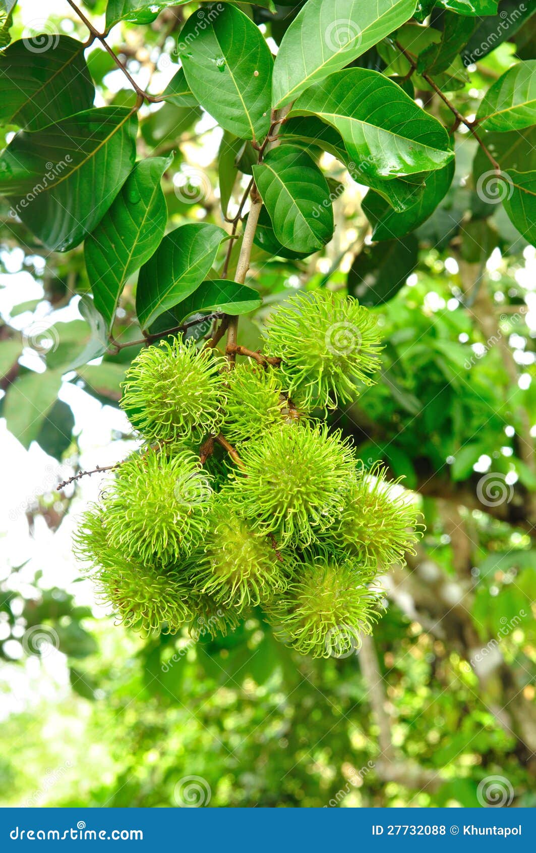 Rambutan tree stock photo. Image of leaf, nature, large - 27732088