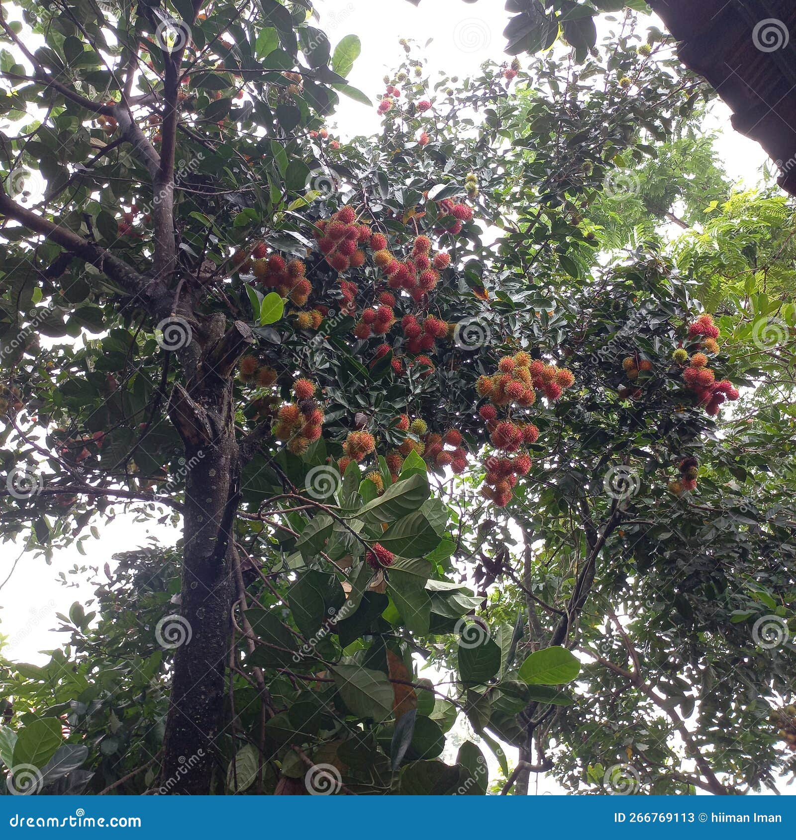 The Rambutan Tree Bears a Lot of Fruit and is Ready To Be Harvested ...