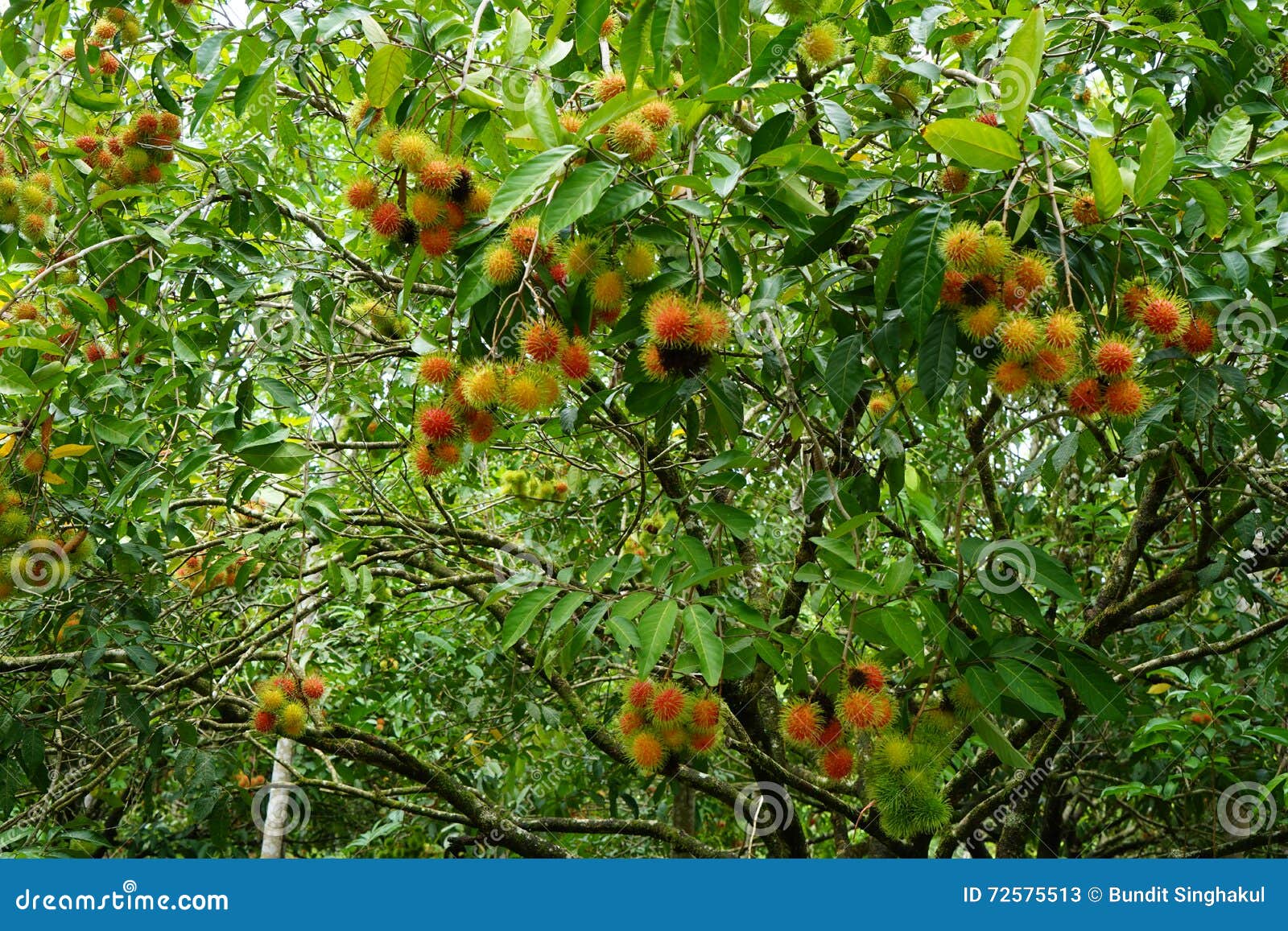 Rambutan tree in farm stock image. Image of leaf, gourmet - 72575513