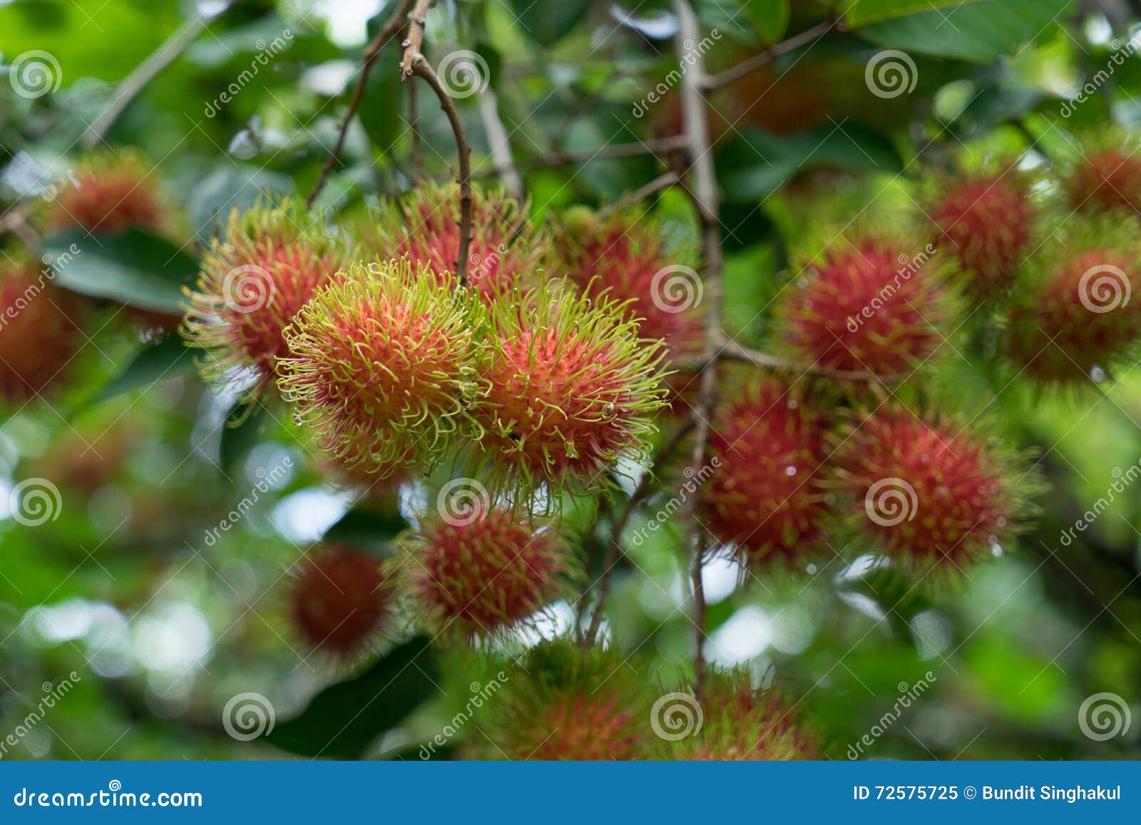 Rambutan Tree In Farm Stock Image | CartoonDealer.com #72575725