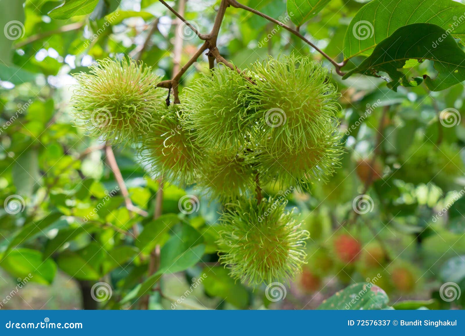 Rambutan tree in farm stock image. Image of harvest, asian - 72576337