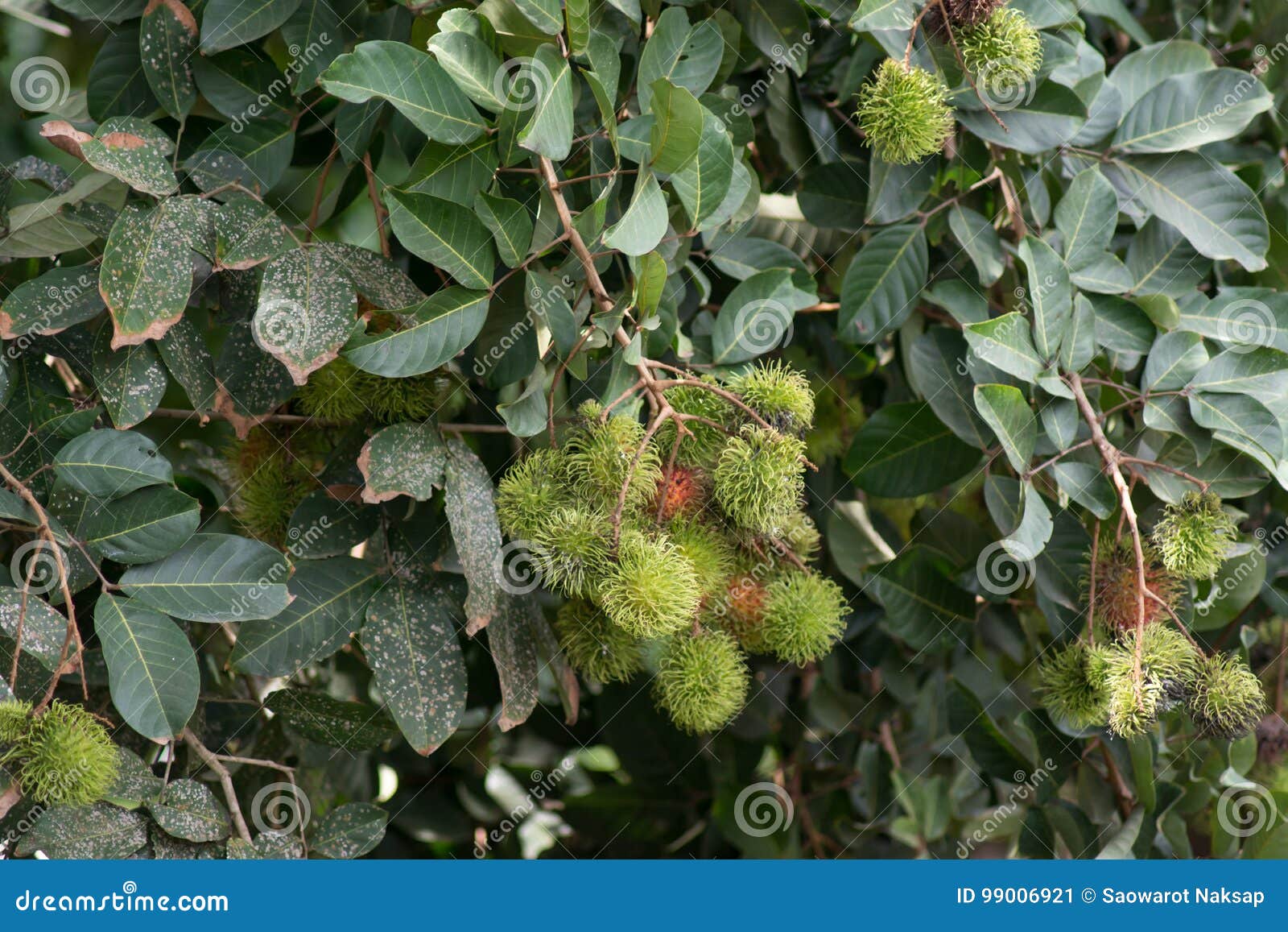 Rambutan tree stock image. Image of garden, rambutan - 99006921
