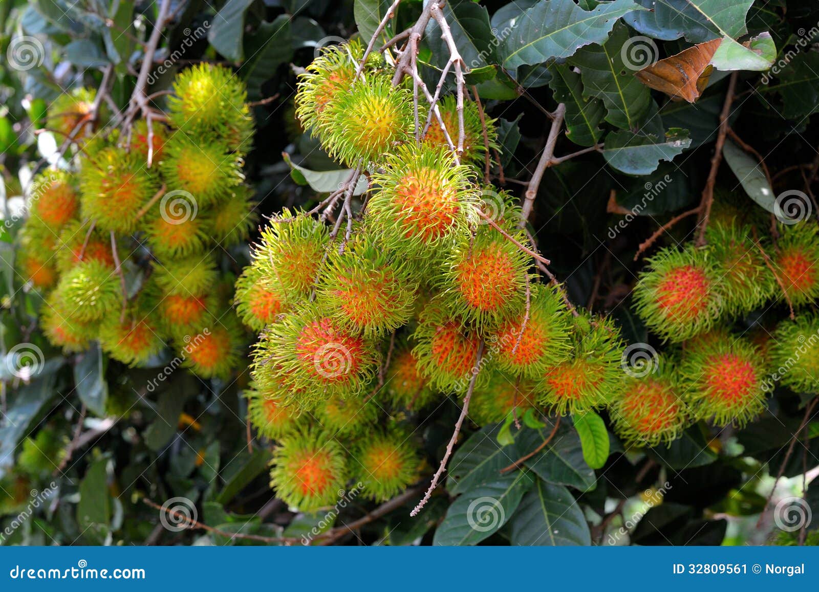 Rambutan on tree stock image. Image of sweet, tasty, delicious - 32809561