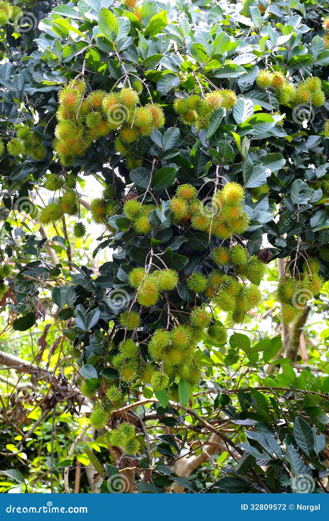 Rambutan on tree stock photo. Image of tasty, nature - 32809572