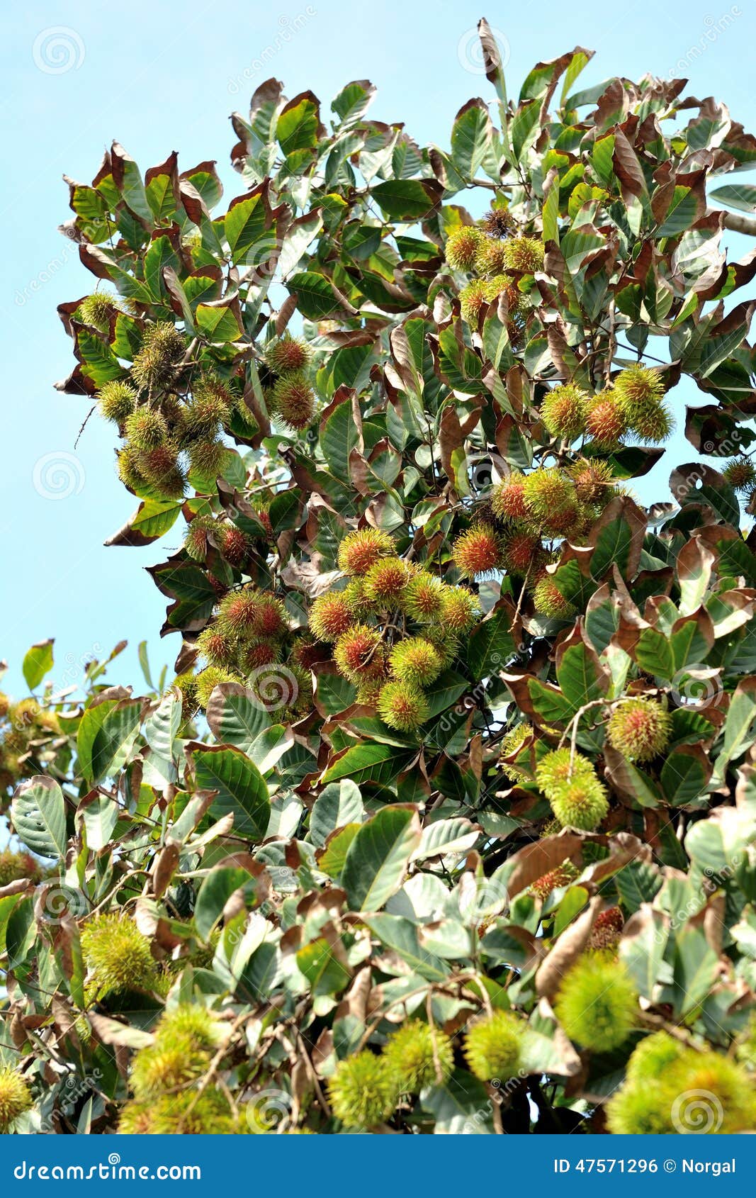 Rambutan on tree stock photo. Image of thai, tropical - 47571296